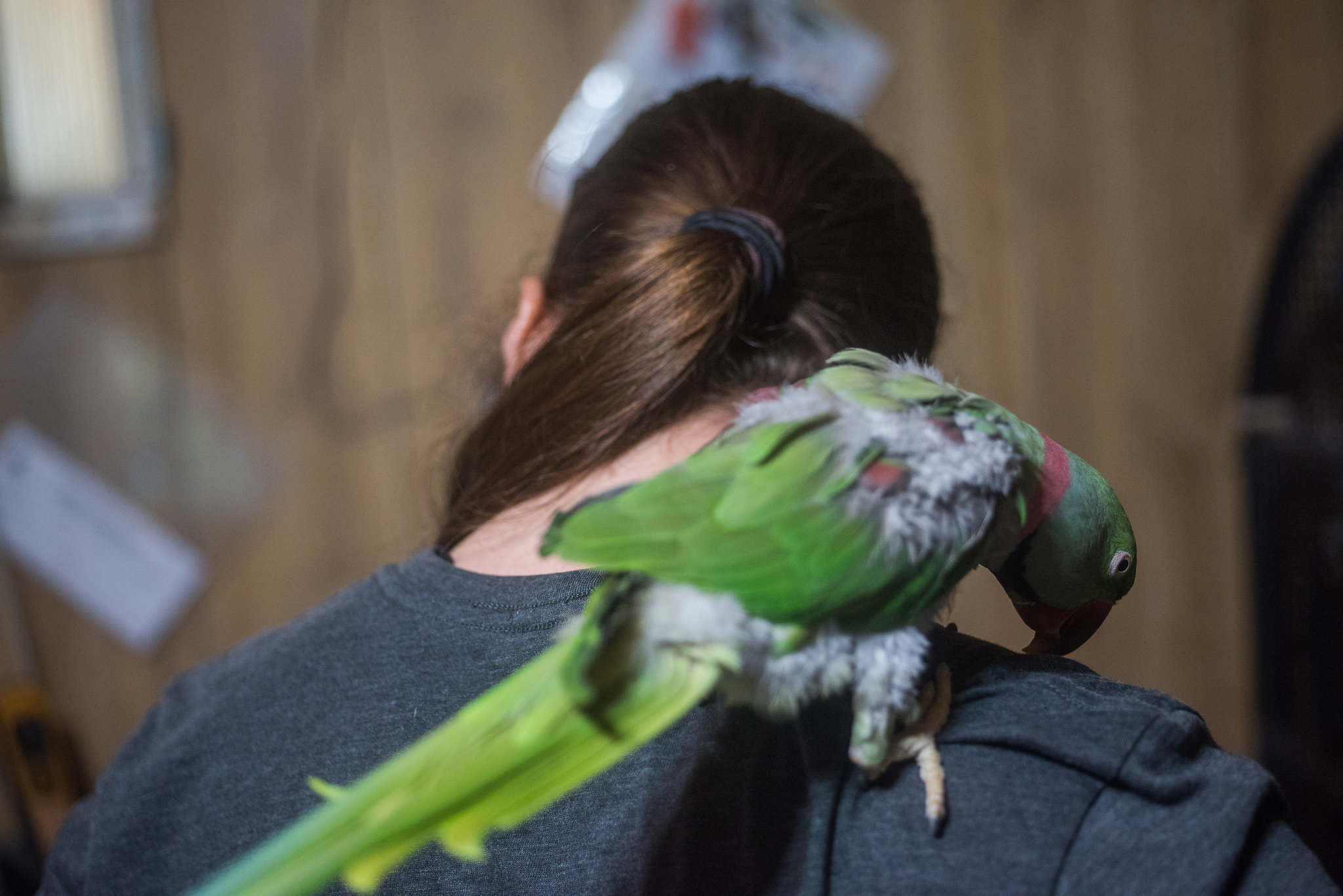 For all questions and inquiries regarding our adoption process, please ...